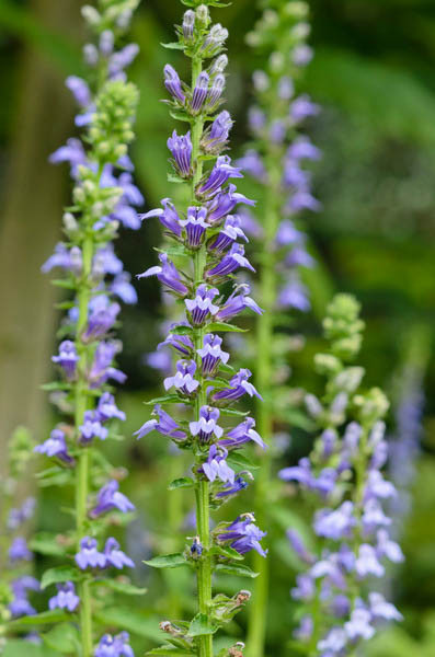 Lobelia siphilitica (Great Blue Lobelia)