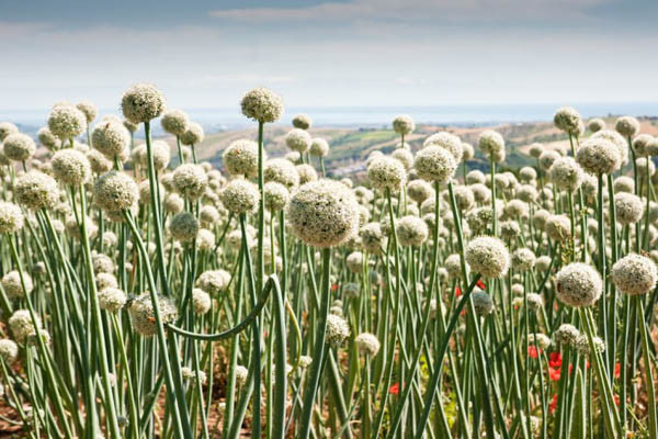 Allium fistulosum (Welsh Onion)