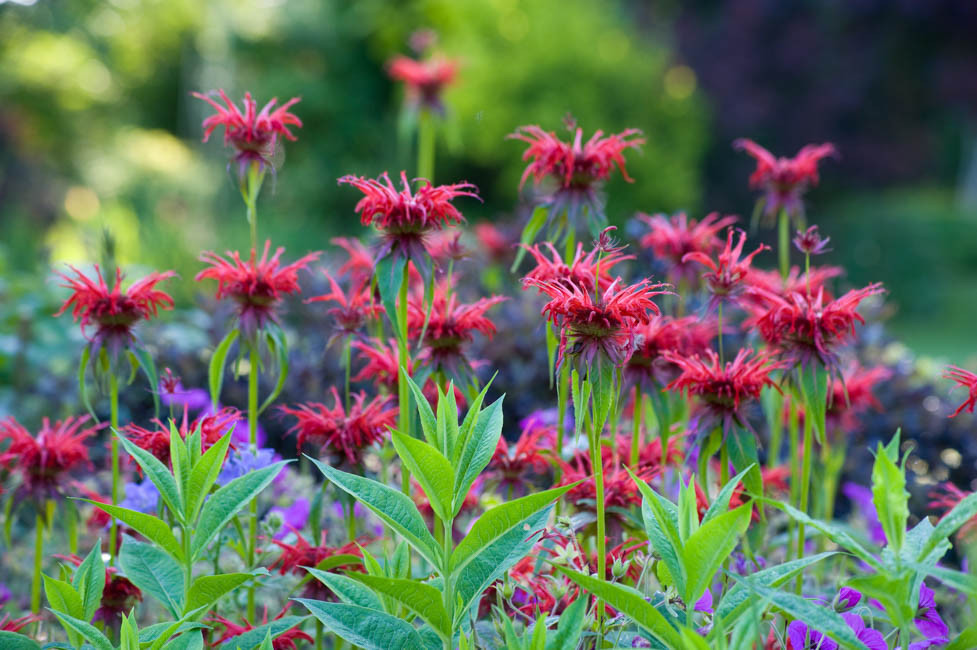 Monarda Cambridge Scarlet Bee Balm Monarda Cambridge Scarlet Bee Balm