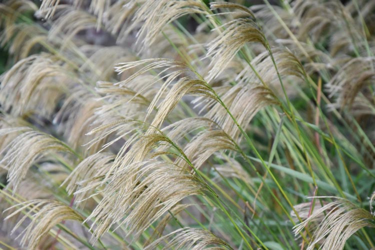 Miscanthus nepalensis (Himalaya Fairy Grass)