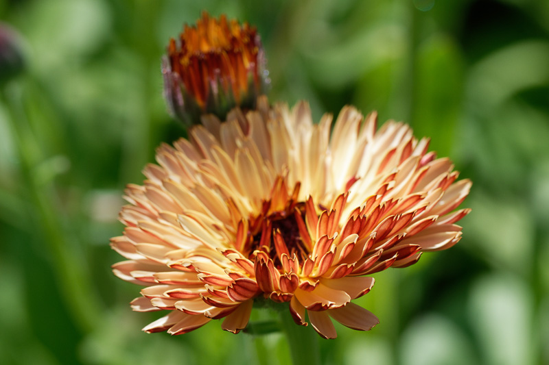 Calendula officinalis 'Sherbet Fizz' (Pot Marigold)
