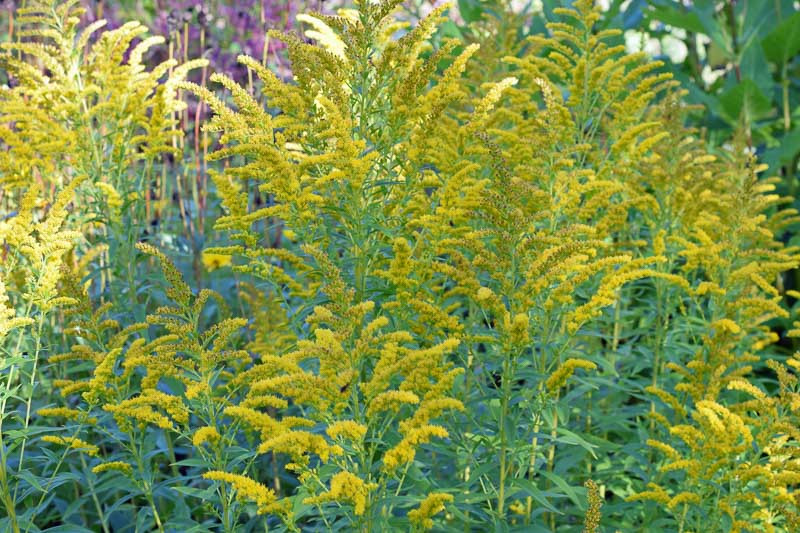 Solidago canadensis (Canada Goldenrod)