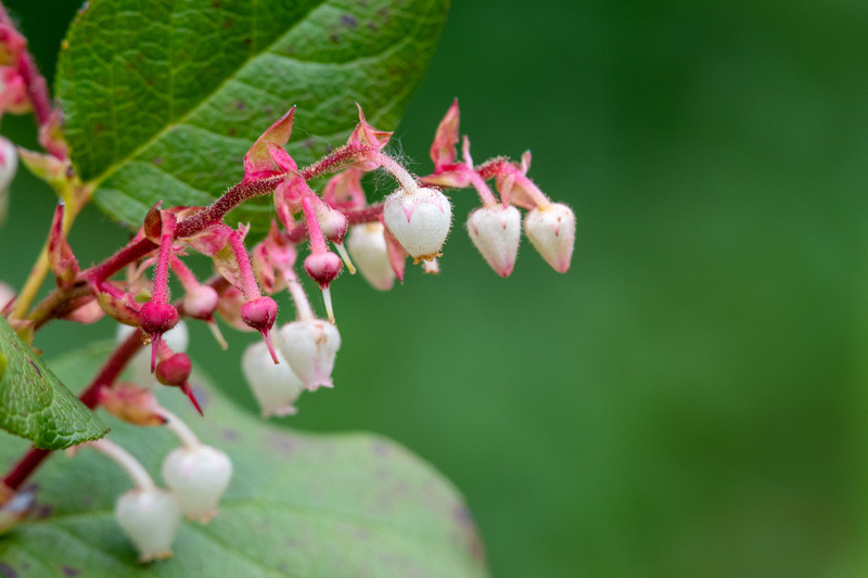 Gaultheria shallon (Shallon)