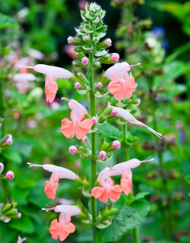 Salvia coccinea 'Coral Nymph' (Scarlet Sage)
