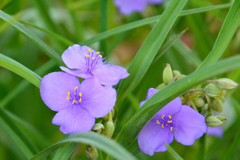 Tradescantia ohiensis (Ohio Spiderwort)