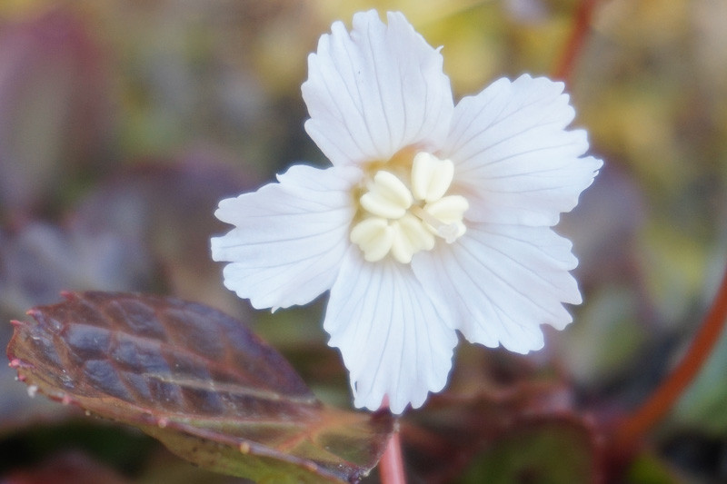Shortia galacifolia (Oconee Bells)