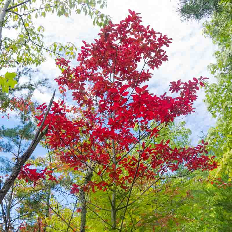 Oxydendrum arboreum (Sourwood)