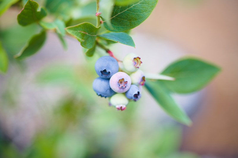 Vaccinium elliottii (Elliott's Blueberry)