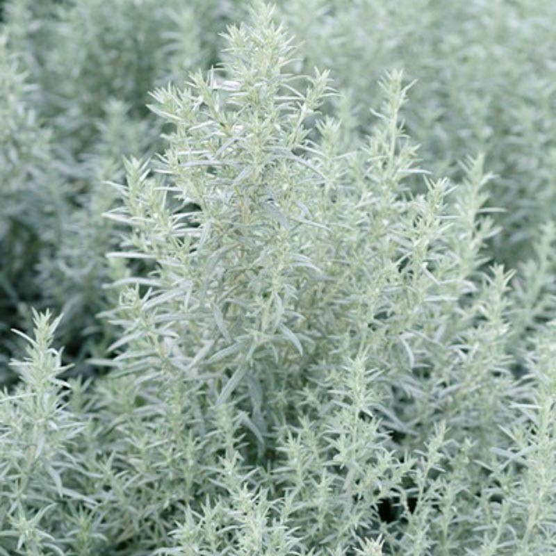 Artemisia ludoviciana 'Silver Queen' (White Sage)