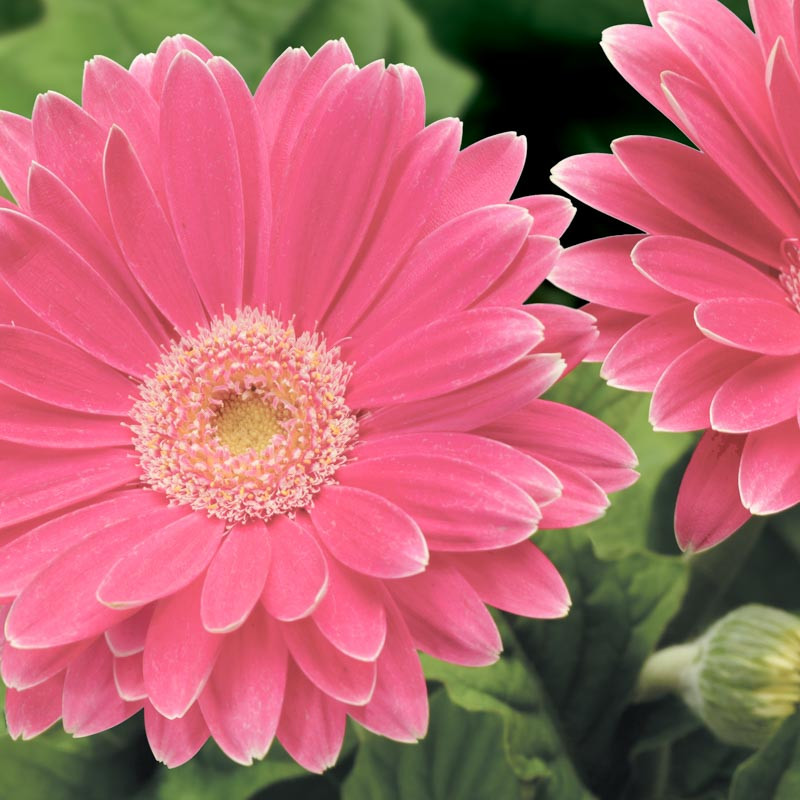 Gerbera jamesonii Jaguar™ Rose Picotee (Gerbera Daisy)