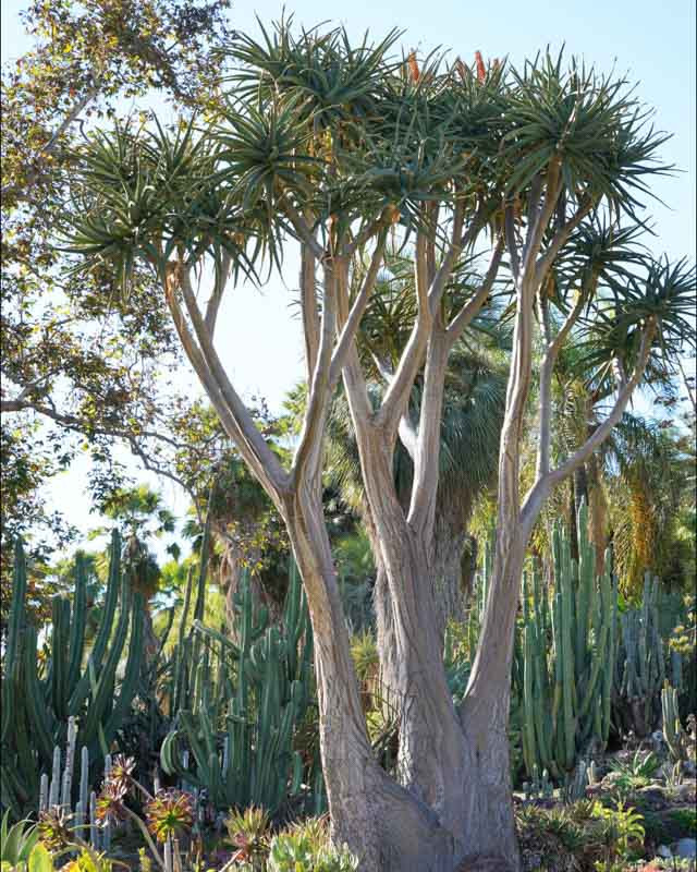Aloidendron barberae (Tree Aloe)
