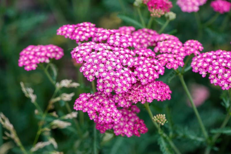 Achillea millefolium New Vintage Violet (Yarrow)
