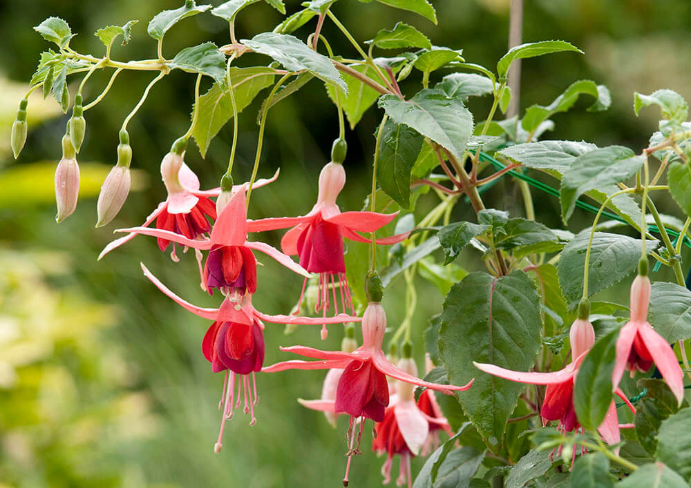 Fuchsia 'Novella'
