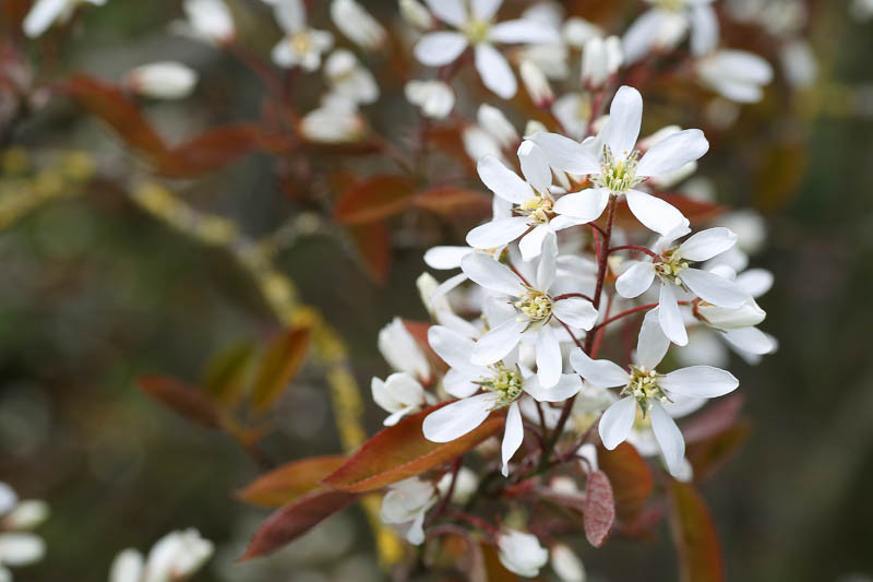 Amelanchier ovalis (Snowy Mespilus)