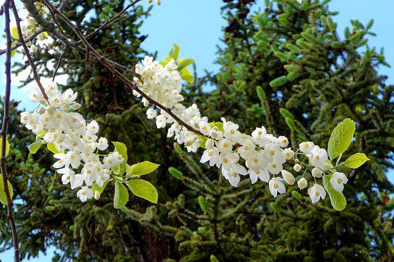 Halesia diptera Magniflora Group (Two-Wing Silverbell)