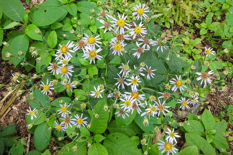 Eurybia macrophylla (Bigleaf Aster)