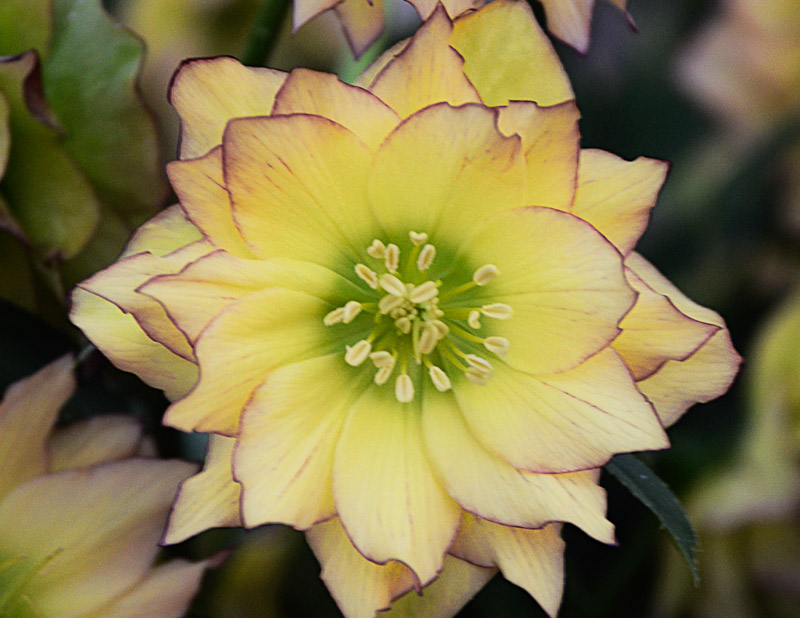 Helleborus 'First Dance' (Hellebore)