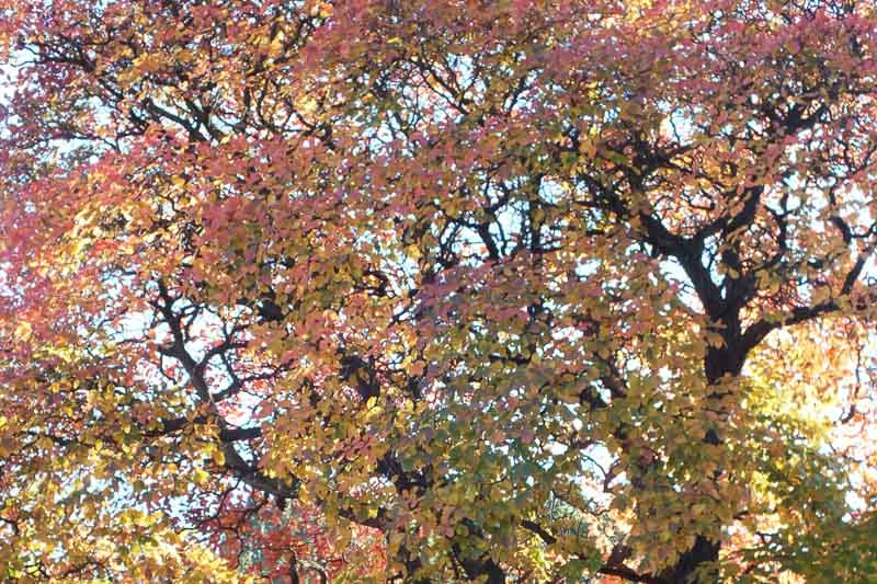 Cotinus obovatus (American Smoke Tree)