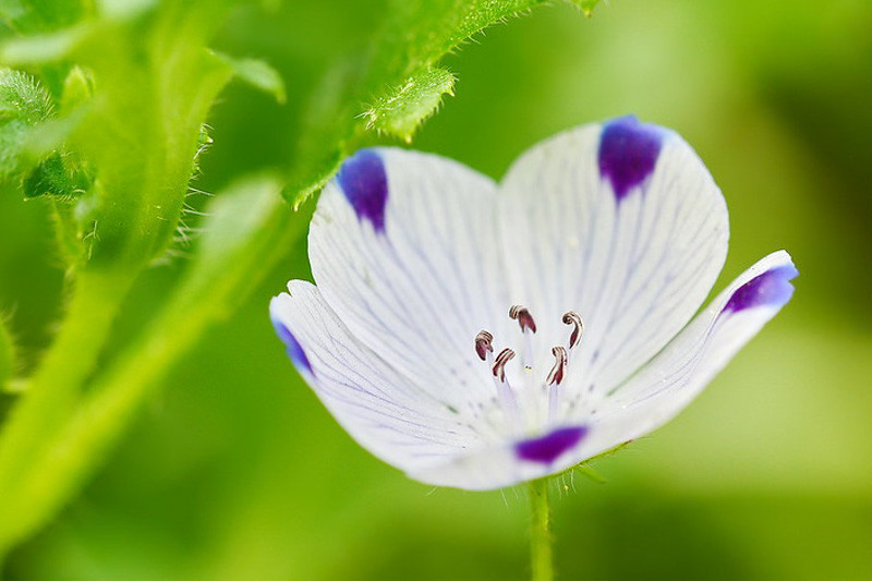 Nemophila maculata (Five Spot)