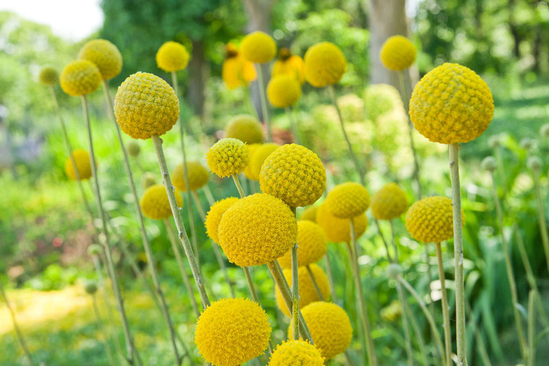 Craspedia globosa 'Golf Beauty' (Billy Buttons)