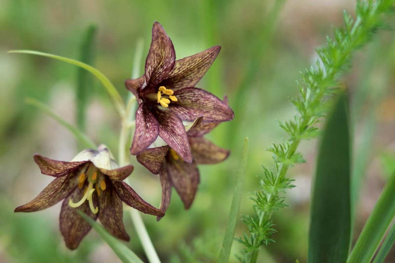 Fritillaria camschatcensis (Chocolate Lily)
