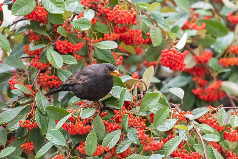 Cotoneaster lacteus (Parney Cotoneaster)