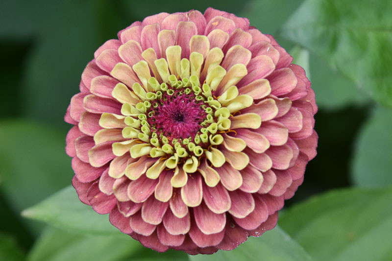 Zinnia elegans 'Queeny Lime Red'