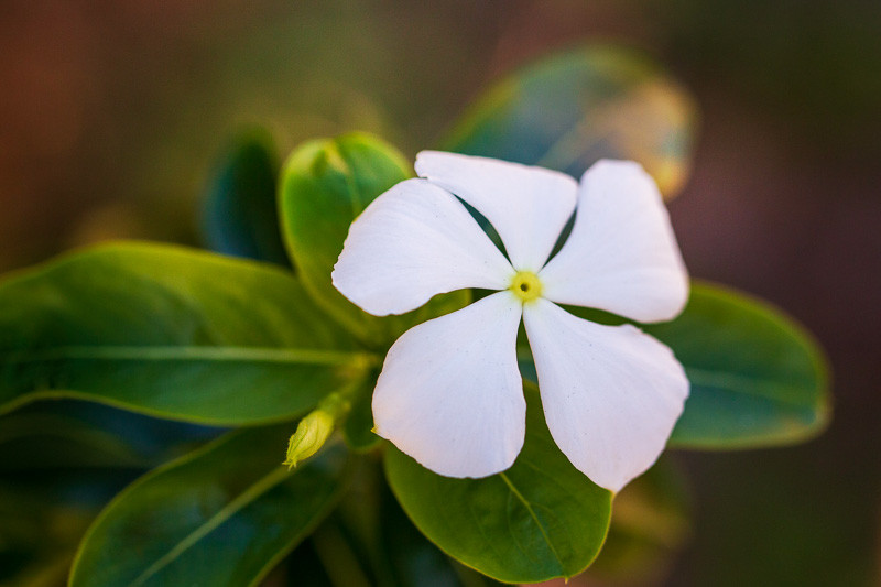 Vinca minor f. alba (Lesser Periwinkle)