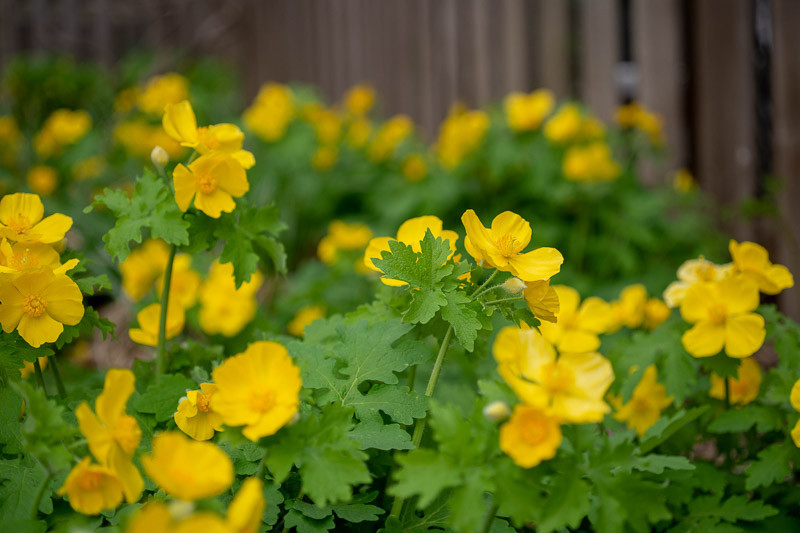 Stylophorum diphyllum (Celandine Poppy)