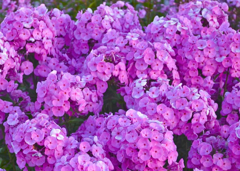 Phlox 'Fashionably Early Flamingo' (Hybrid Phlox)