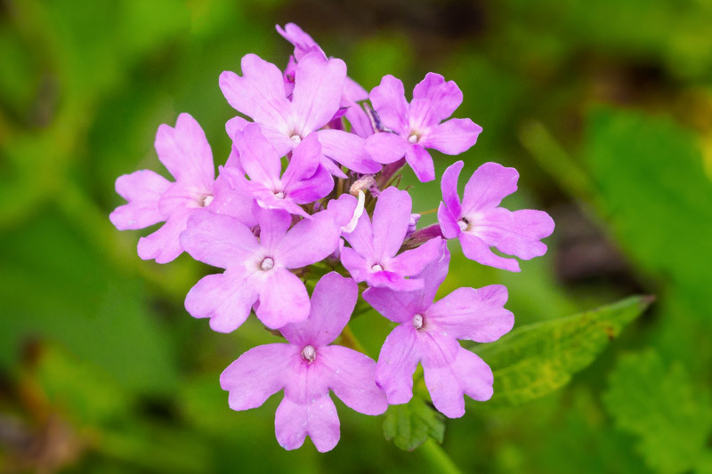 Glandularia maritima (Beach Verbena)