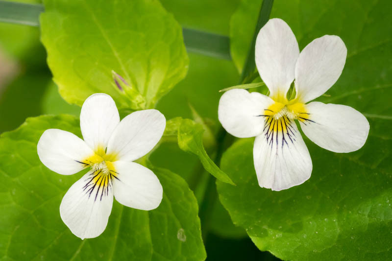 Viola canadensis (Canadian Violet)