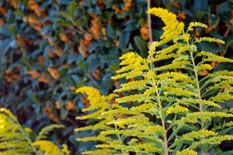 Solidago altissima (Tall Goldenrod)