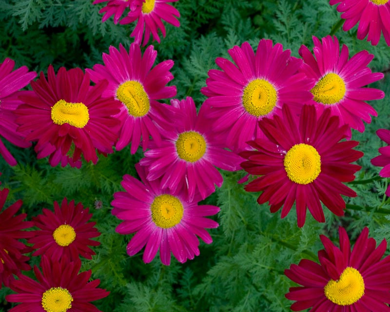 Tanacetum coccineum 'Robinson's Red' (Painted Daisy)