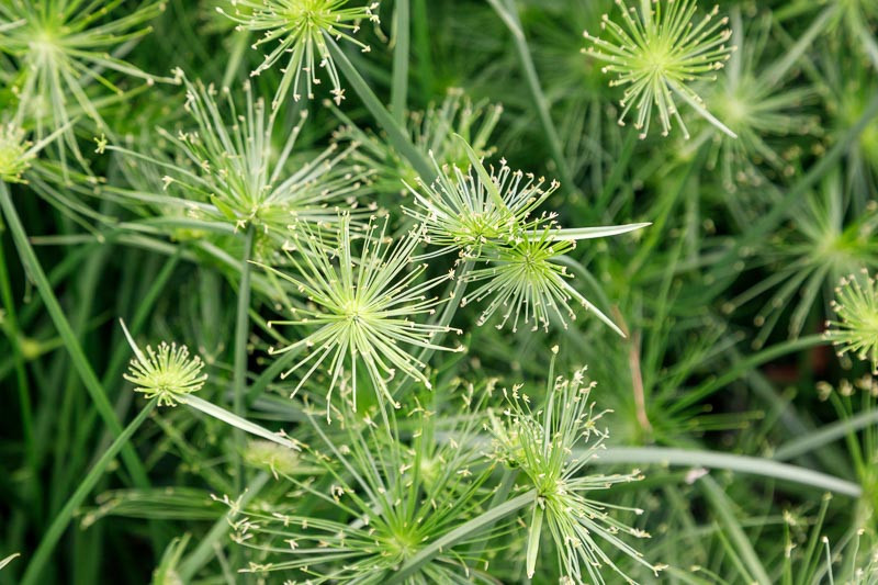 Cyperus haspan (Dwarf Papyrus)