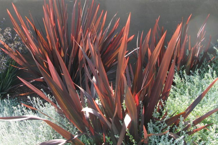 Phormium 'Dark Delight' (New Zealand Flax)