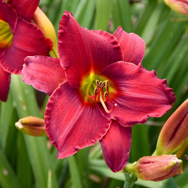 Hemerocallis 'Red Razzmatazz' (Daylily)