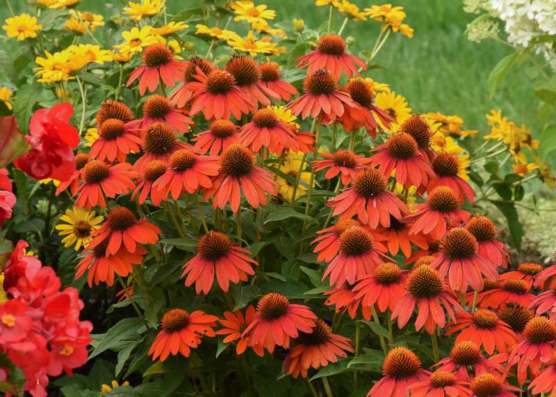 Echinacea LAKOTA™ Fire (Coneflower)
