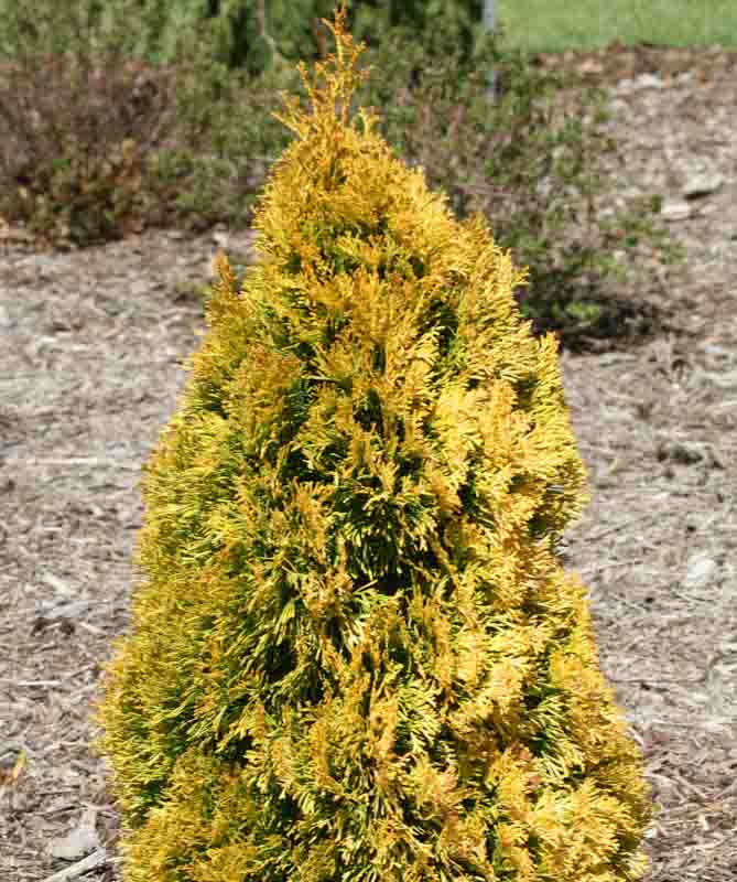 Thuja occidentalis 'Filips Magic Moment' (American Arborvitae)