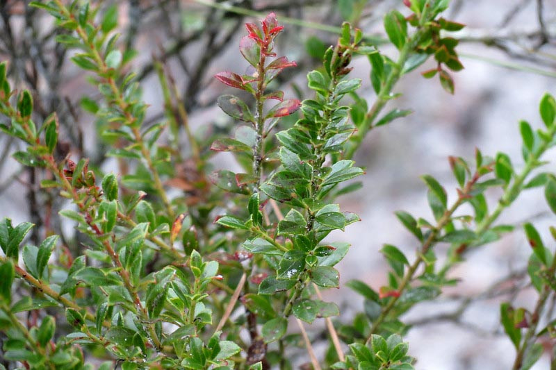 Vaccinium myrsinites (Evergreen Blueberry)