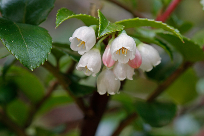 Vaccinium ovatum (California Huckleberry)