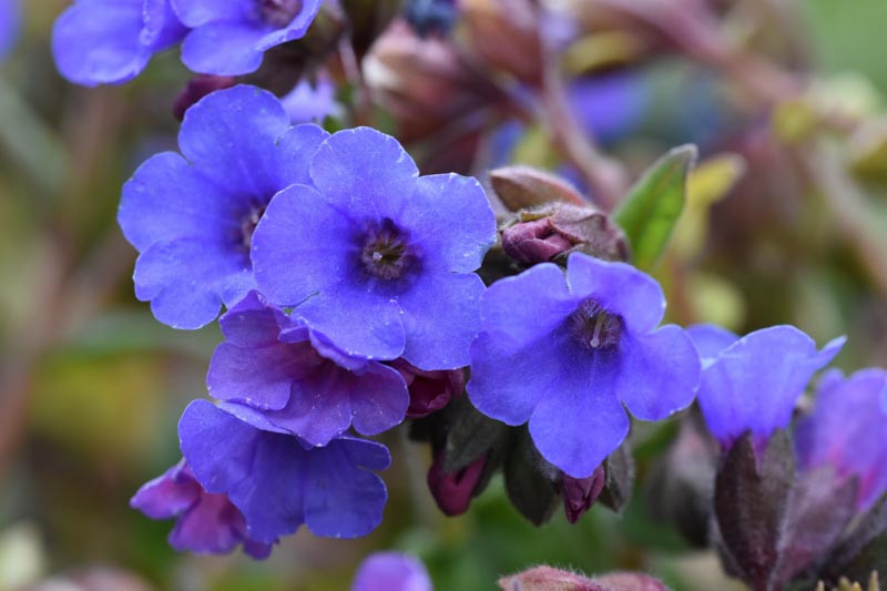 Pulmonaria 'Blue Ensign' (Lungwort)