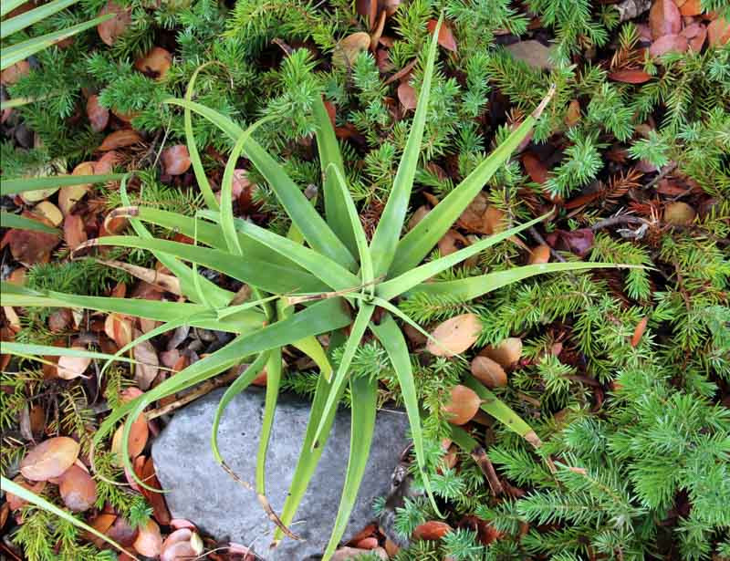 Agave bracteosa (Squid Agave)