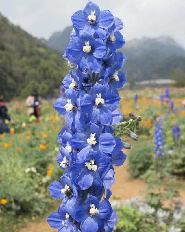 Delphinium Blue Bird Group (Candle Larkspur)
