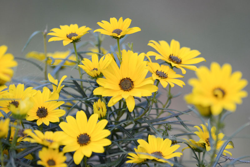 Helianthus angustifolius (Swamp Sunflower)