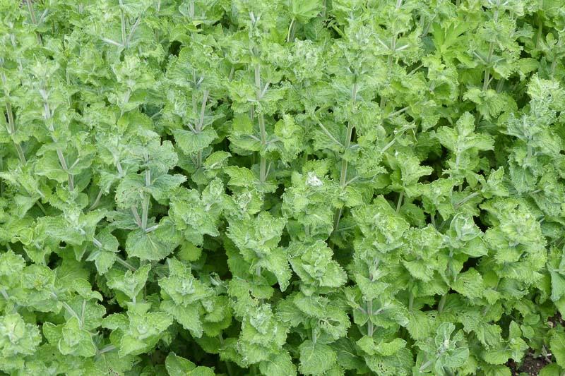Curly Mint (Mentha spicata var. crispa)