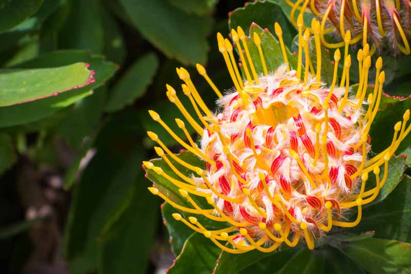 Leucospermum 'Veldfire' (Pincushion)