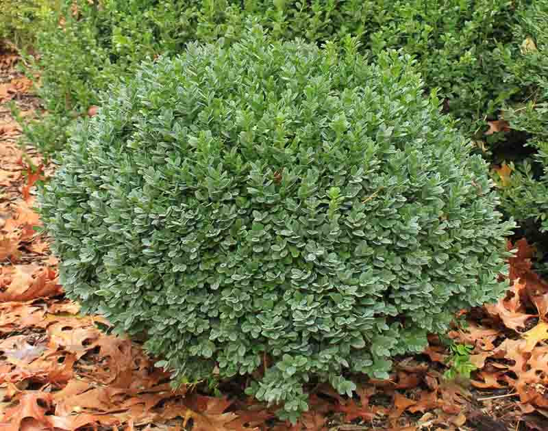 Buxus sinica var. insularis 'Nana' (Korean Boxwood)