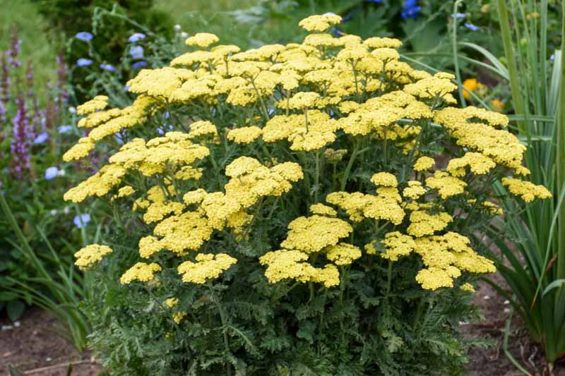 Achillea millefolium 'Firefly Sunshine' (Yarrow)
