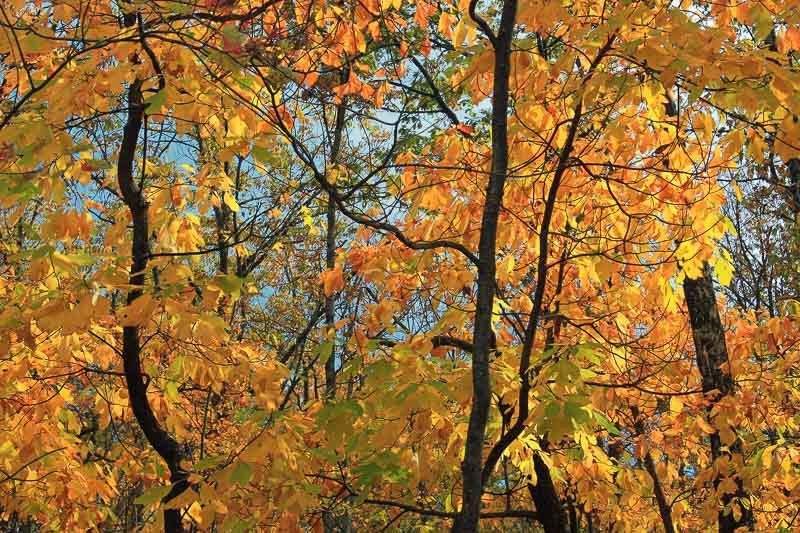 Sassafras albidum (Sassafras)